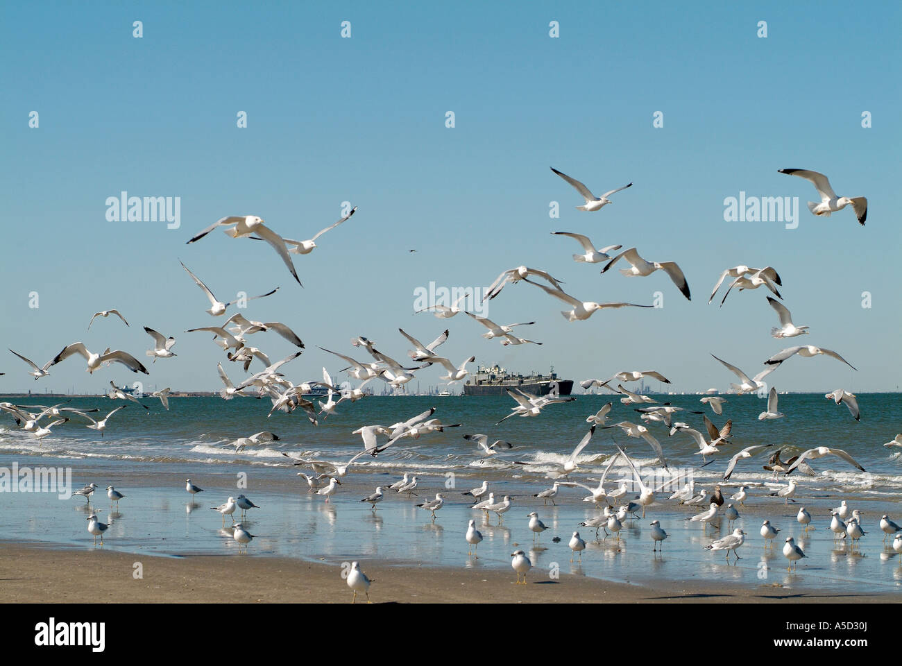 Birds flying over gulf mexico hi-res stock photography and images - Alamy