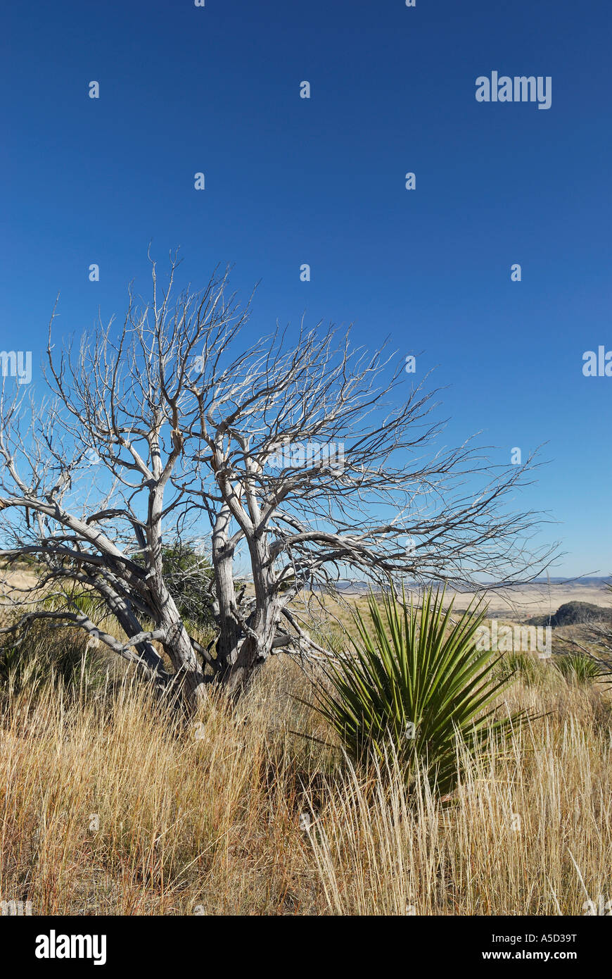 Tree dry leaves nature hi-res stock photography and images - Alamy