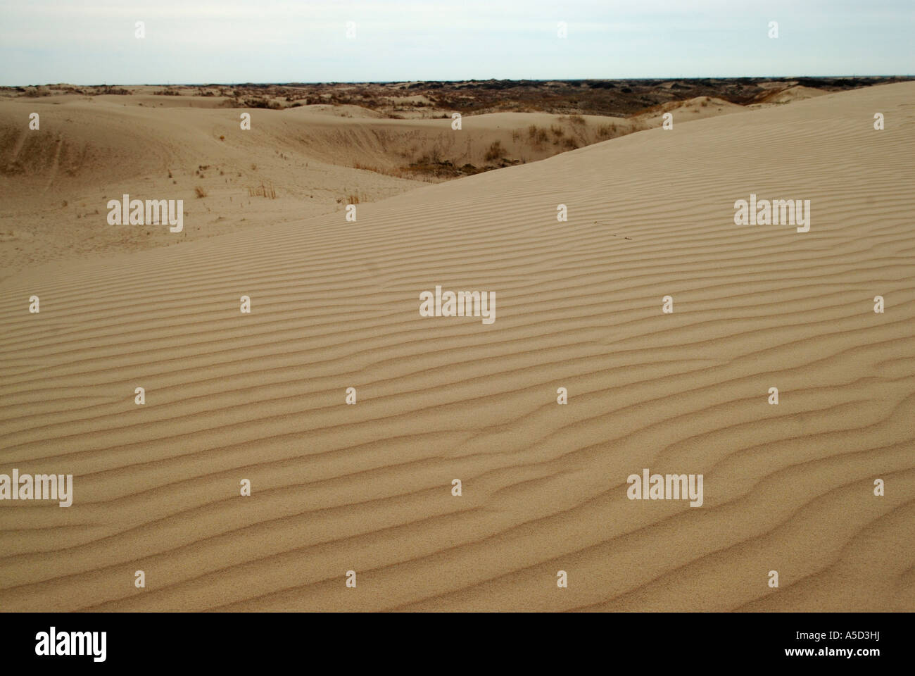 Monahans Sandhills dunes in West Texas Stock Photo - Alamy