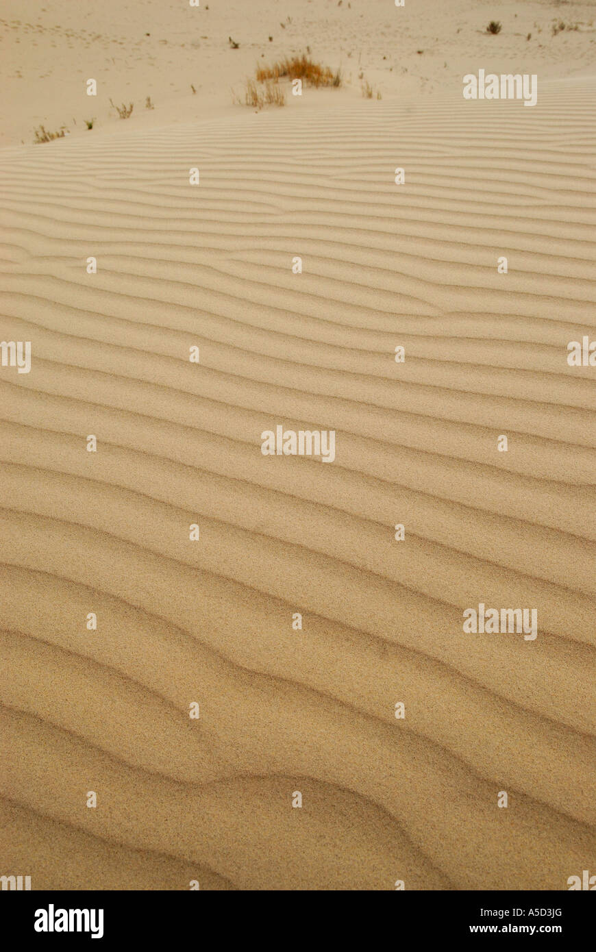Monahans Sandhills dunes in West Texas Stock Photo - Alamy