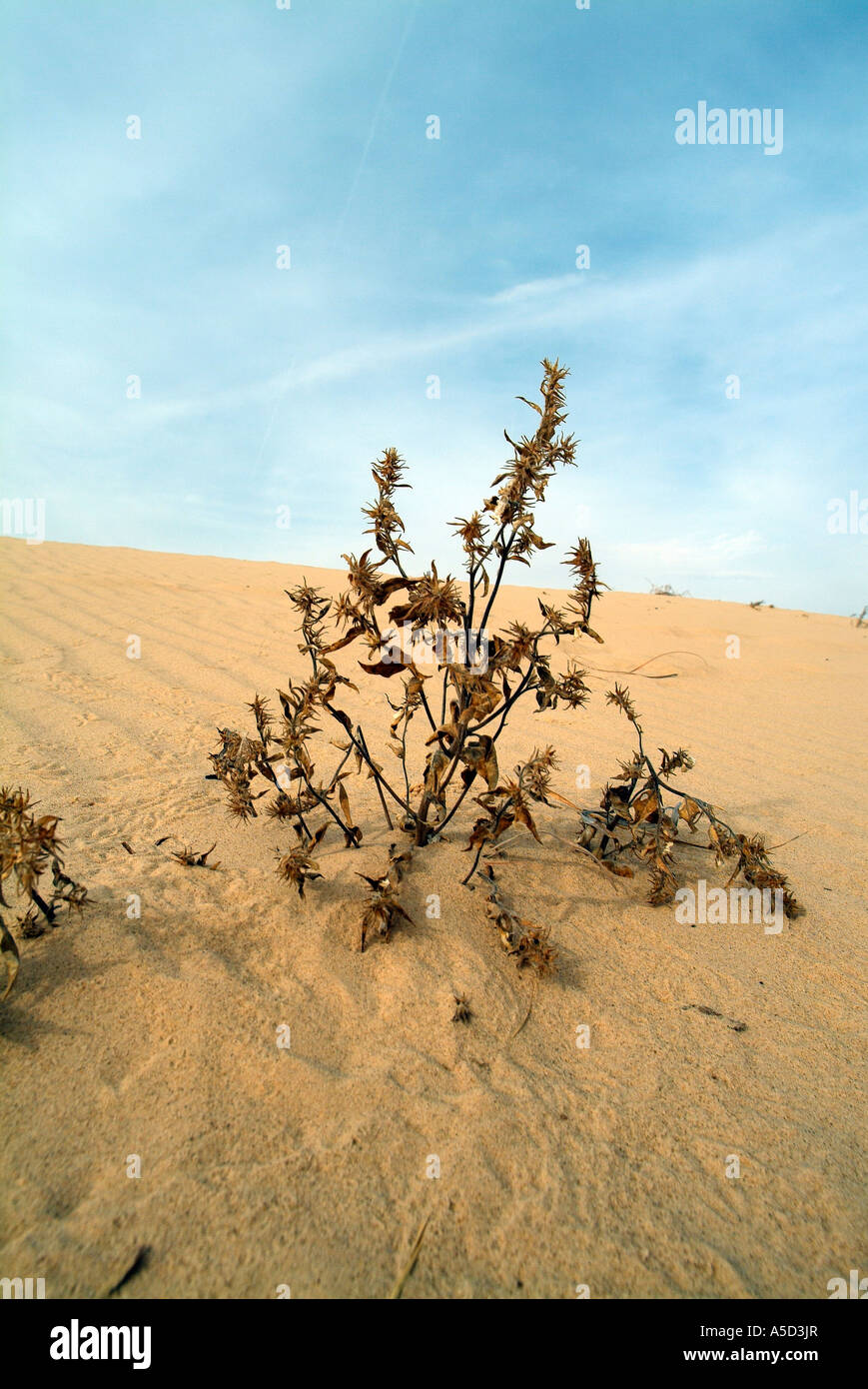 Monahans sandhills state park hi-res stock photography and images - Alamy