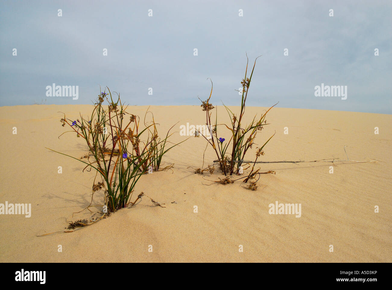 Monahans sandhills state park hi-res stock photography and images - Alamy