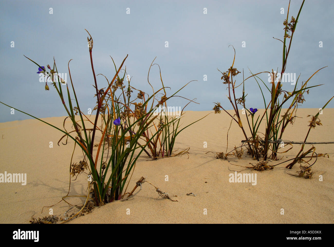 Monahans sandhills state park hi-res stock photography and images - Alamy