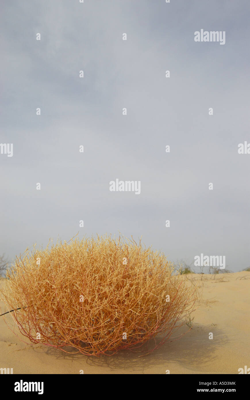 Deserted Tumbleweed High Resolution Stock Photography and Images - Alamy