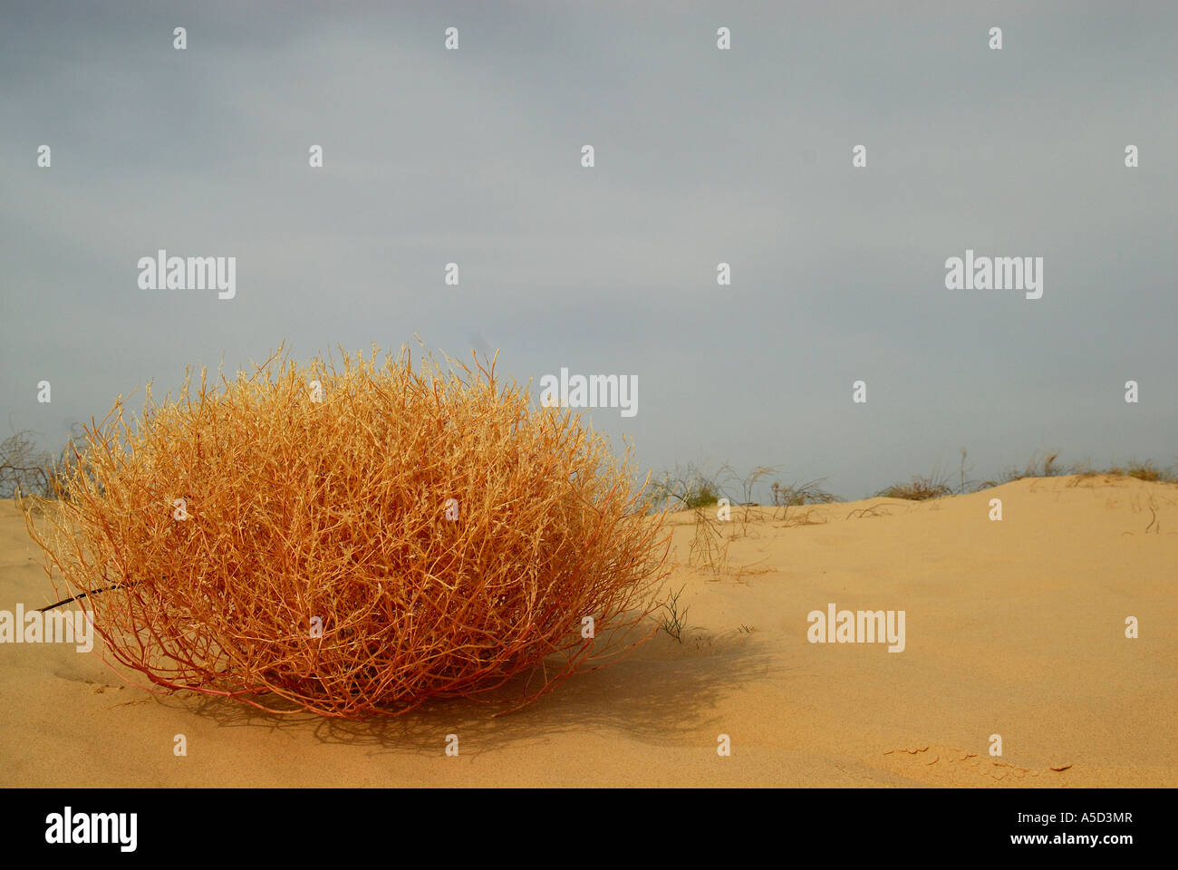 Tumbleweed plants in Monahans Sandhills dunes in West Texas Stock Photo ...