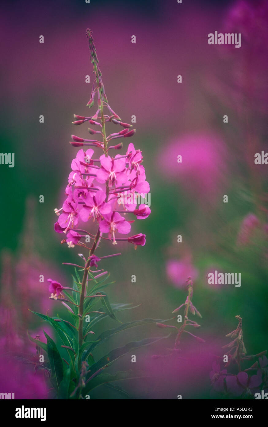Fireweed (Epilobium/Chamerion angustifoloium) Late-summer bloom in old ...