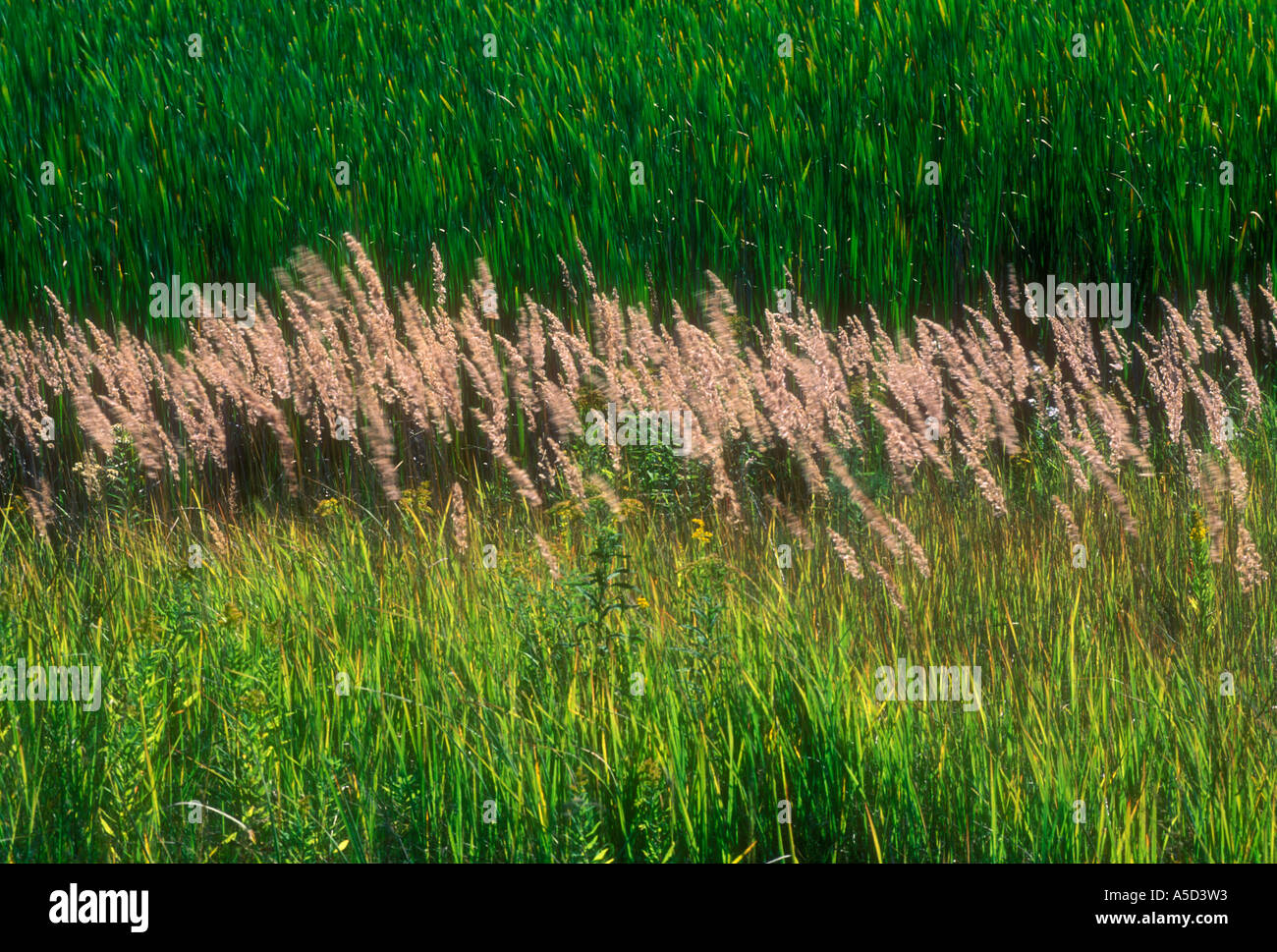 Canada blue joint (Calamagrostis canadensis) Flowering grasses with ...