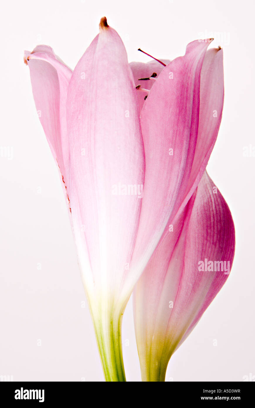 Two flowers pink lilies side view Stock Photo - Alamy