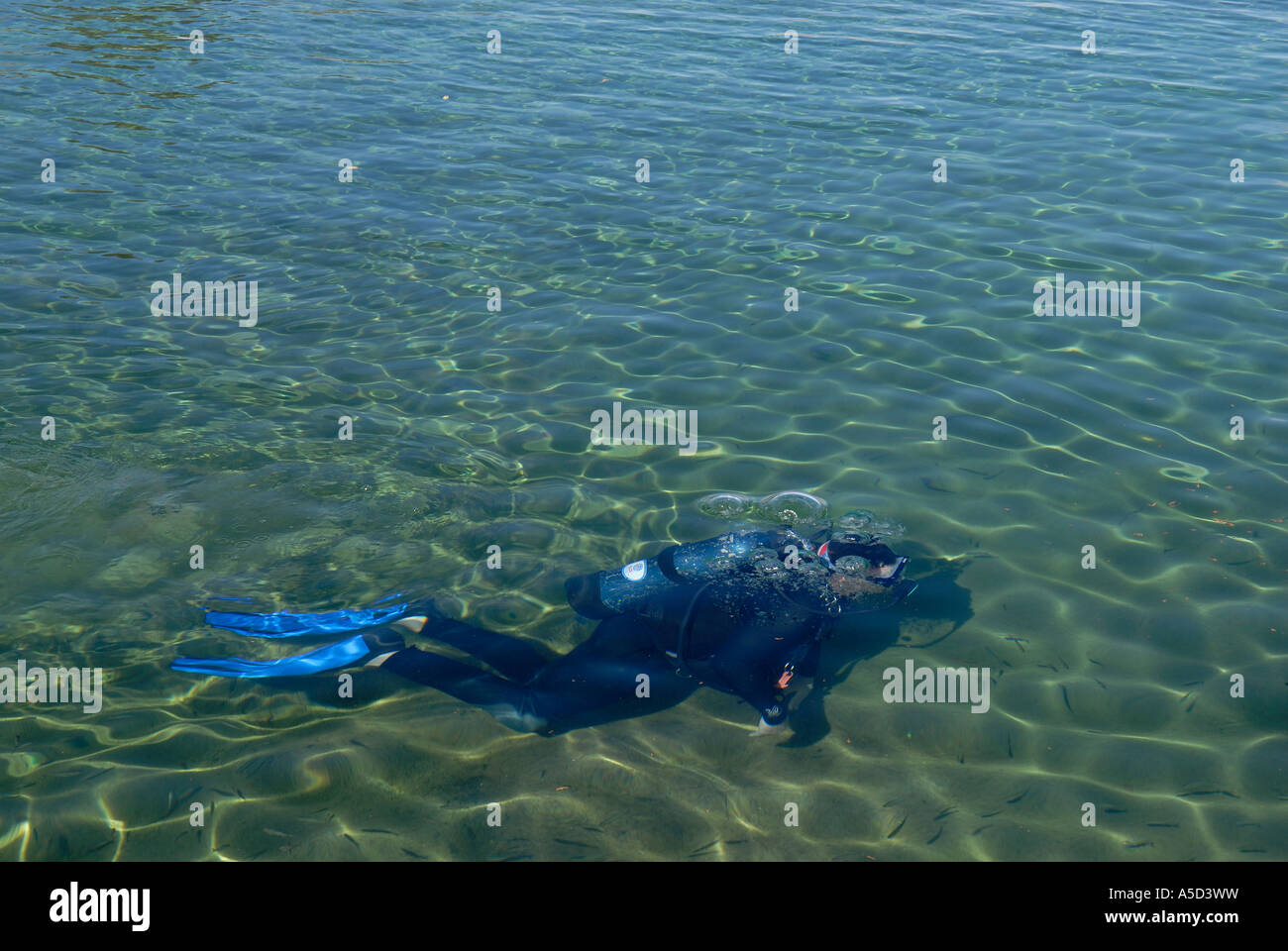 Diver swimming into water in Balmorhea state park in Texas Stock Photo ...