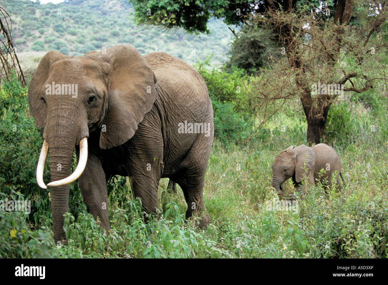 Tanzania Lake Manyara National Park african elephant cow with calf ...