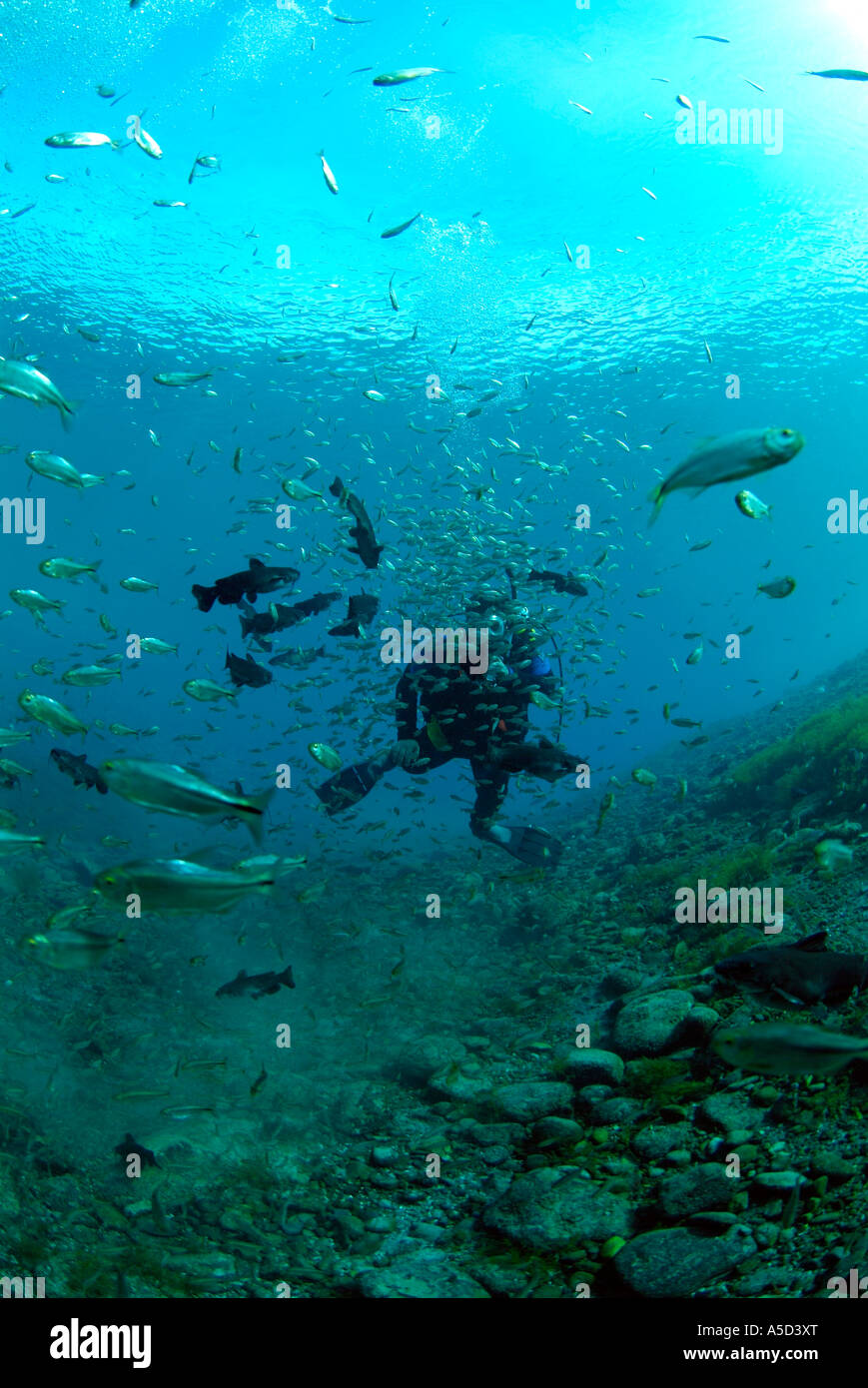 Diver swimming in Balmorhea state park in Texas Stock Photo - Alamy