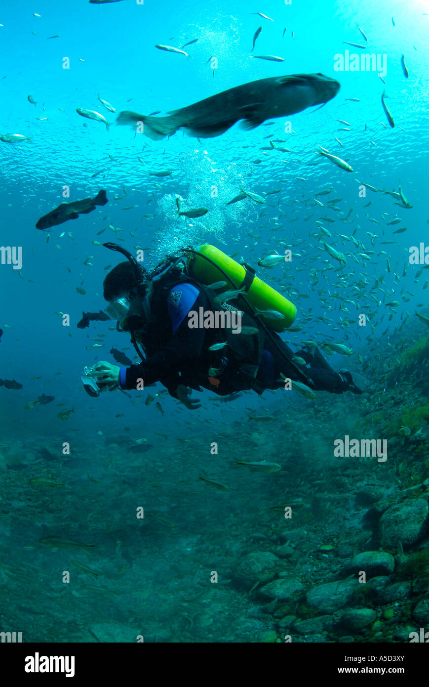 Balmorhea State Park High Resolution Stock Photography and Images - Alamy