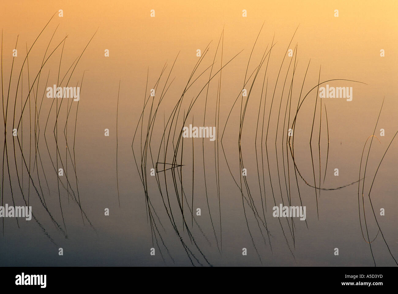 Hardstem bulrush (Scirpus acutus) in Lake Mindemoya at sunset ...