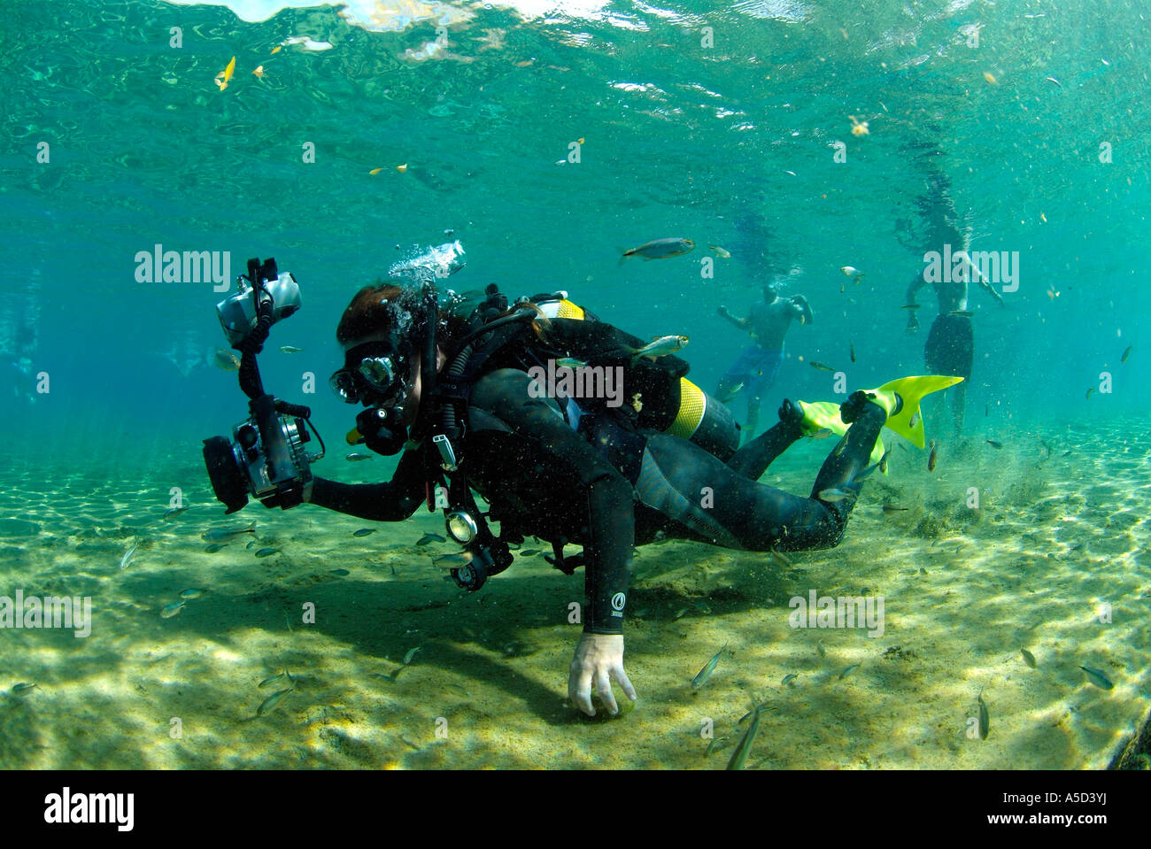 Diver swimming in Balmorhea state park in Texas Stock Photo - Alamy