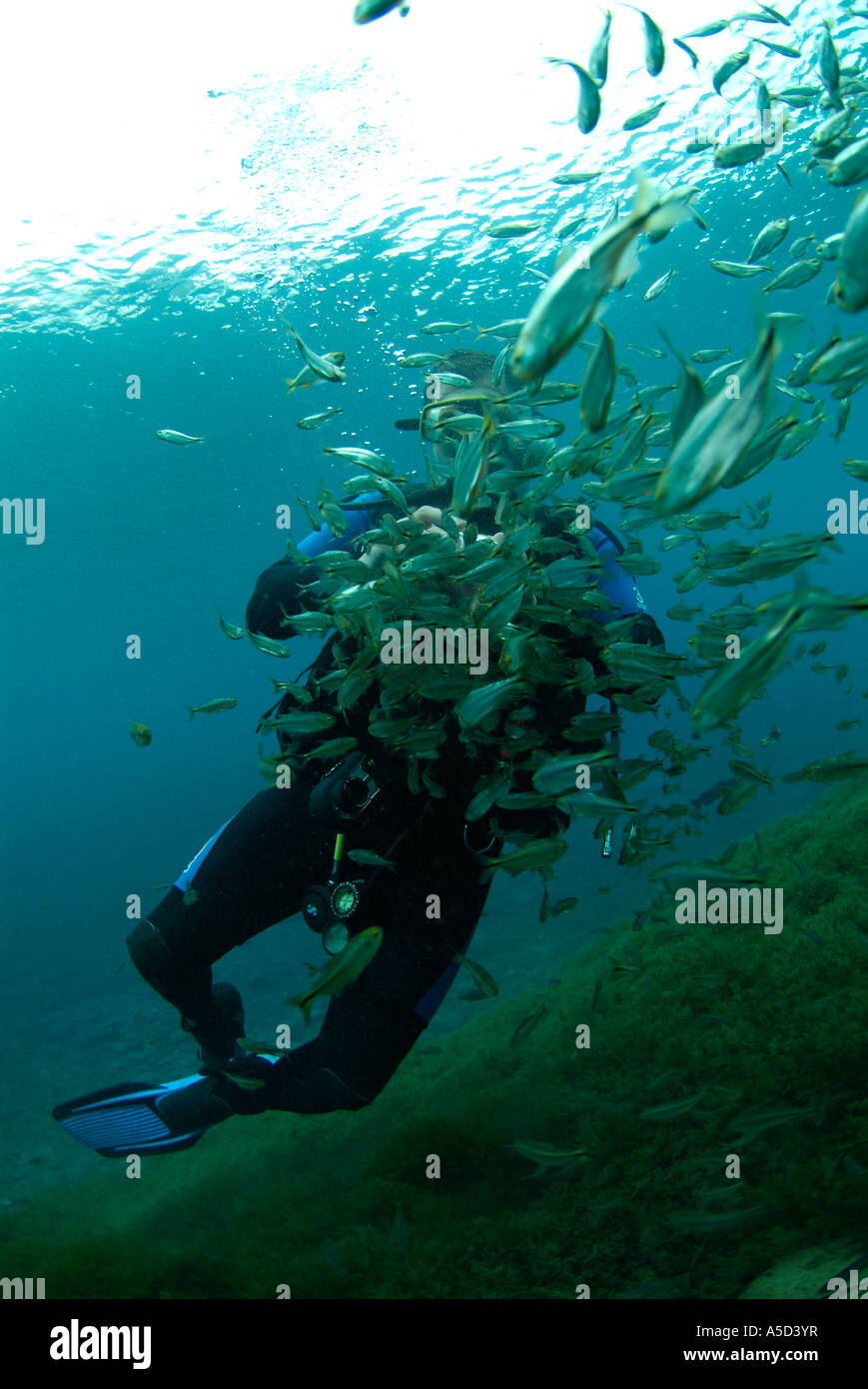 Diver swimming in Balmorhea state park in Texas Stock Photo - Alamy