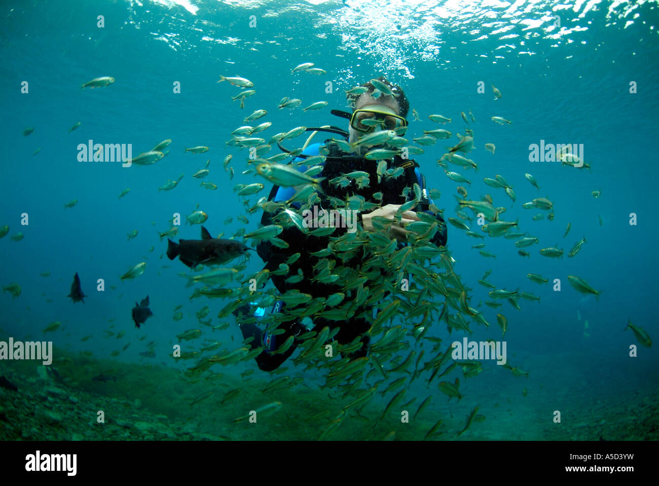 Diver swimming in Balmorhea state park in Texas Stock Photo - Alamy
