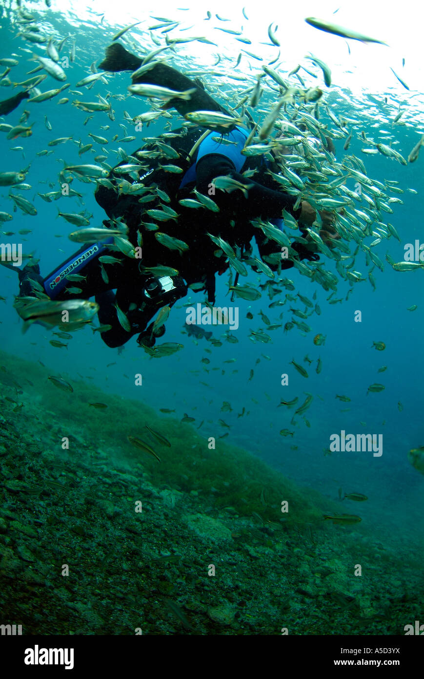Diver swimming in Balmorhea state park in Texas Stock Photo - Alamy