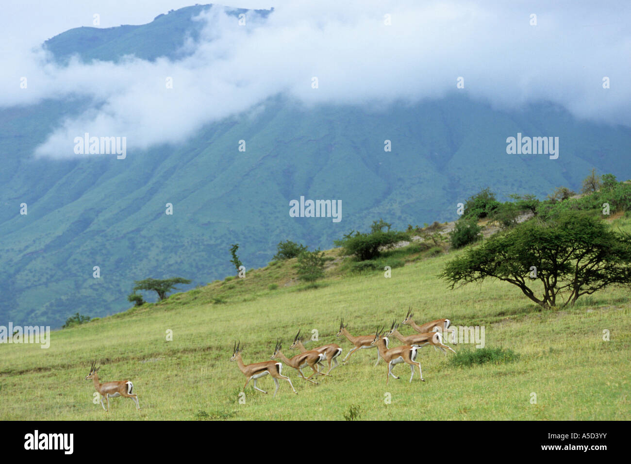 Mammals of the rift valley hi-res stock photography and images - Alamy