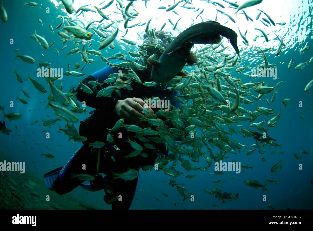 Diver swimming in Balmorhea state park in Texas Stock Photo - Alamy