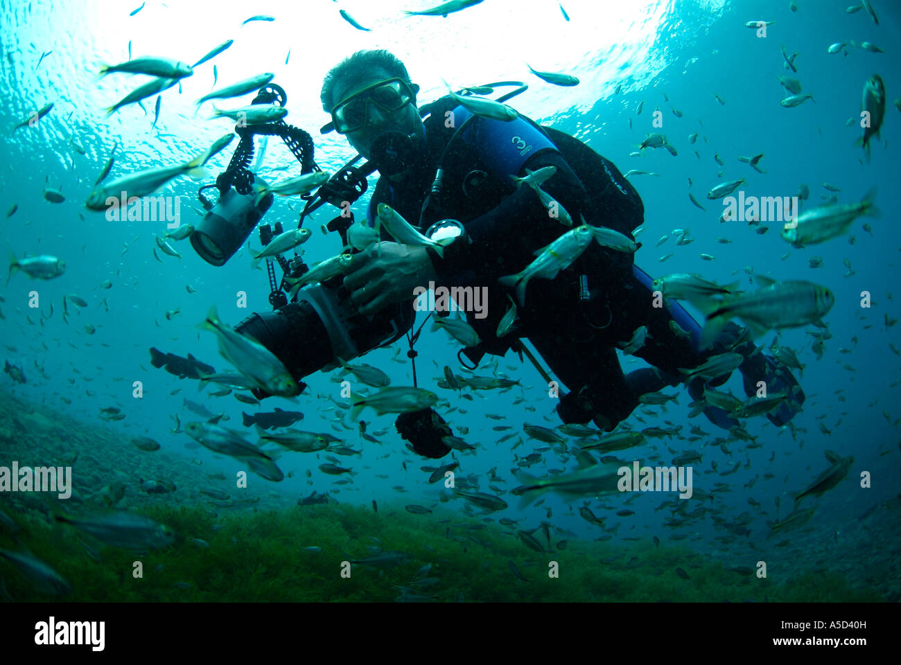 Diver swimming in Balmorhea state park in Texas Stock Photo - Alamy