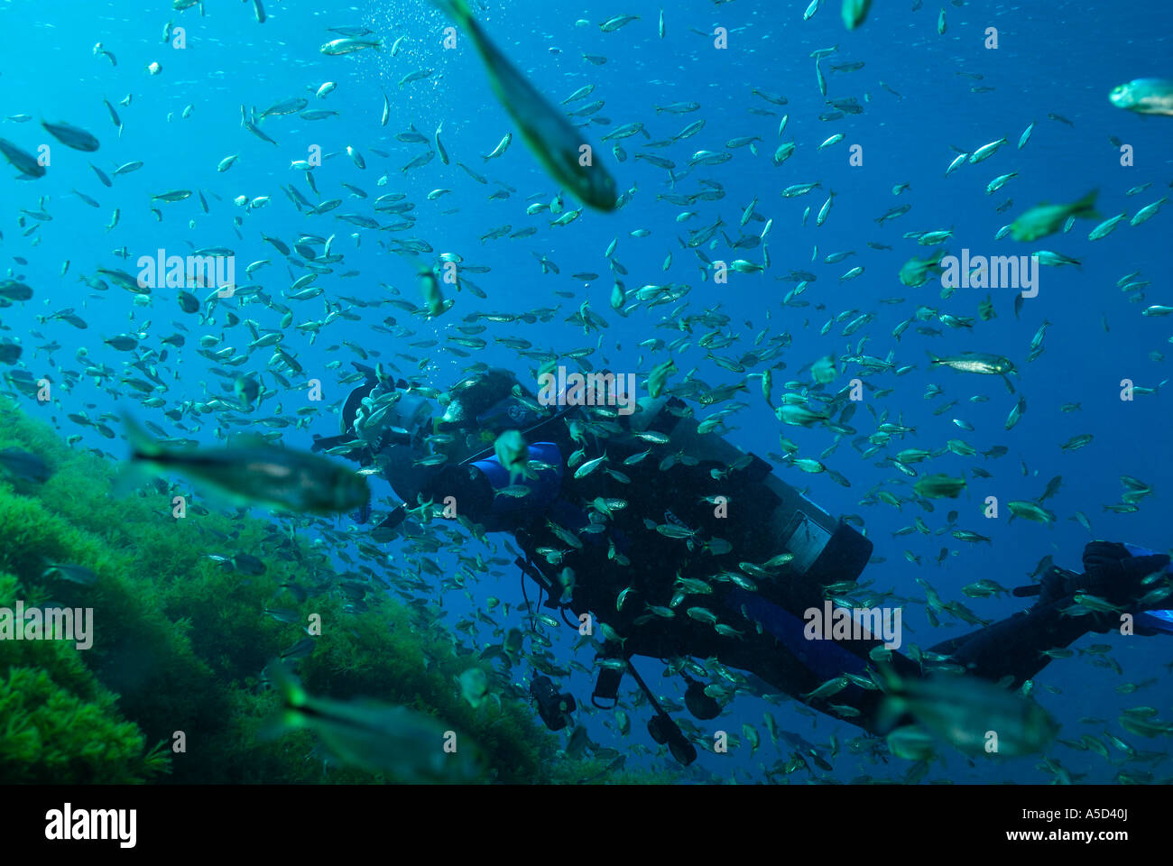 Diver swimming in Balmorhea state park in Texas Stock Photo - Alamy