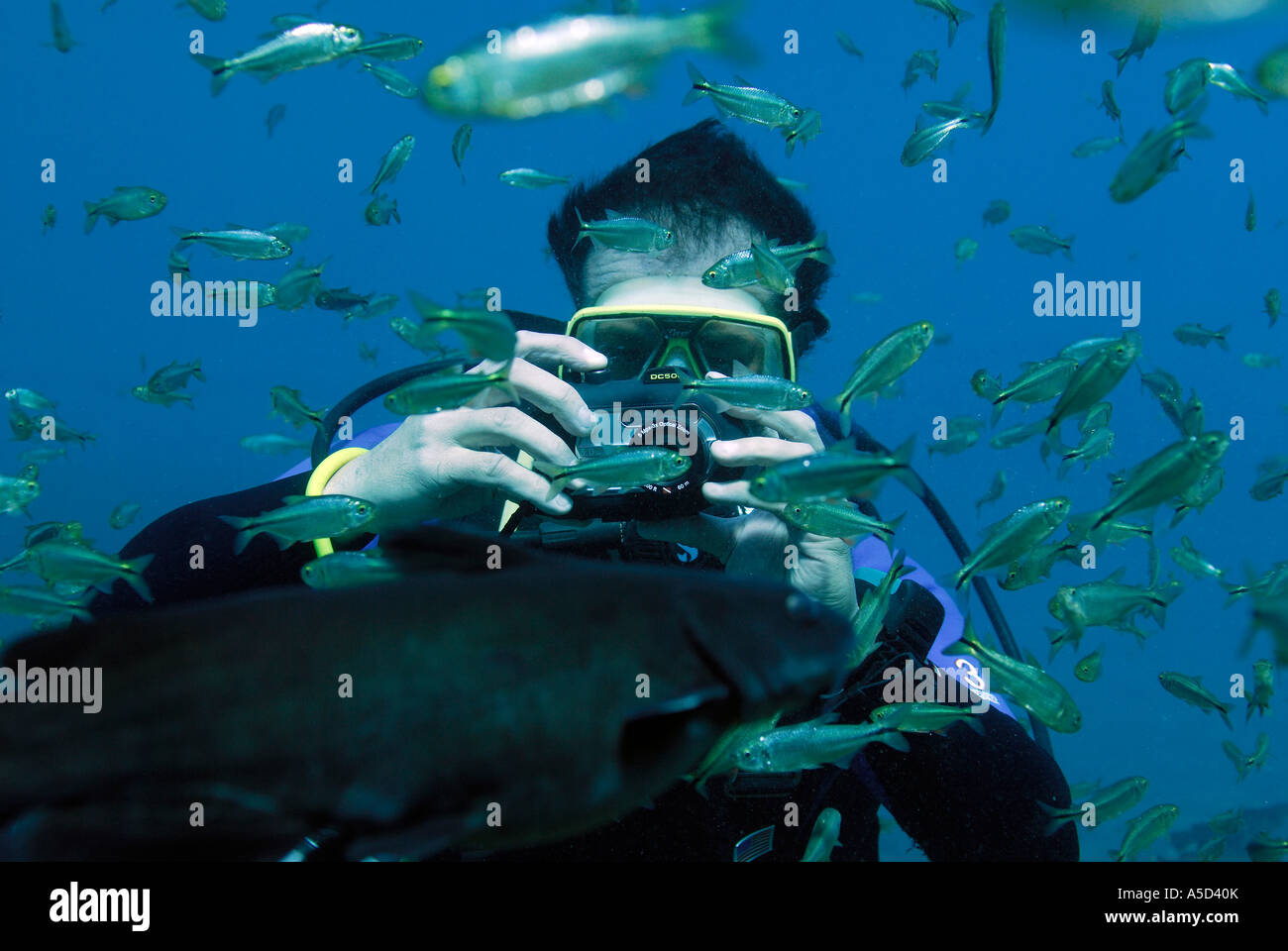Diver swimming in Balmorhea state park in Texas Stock Photo - Alamy