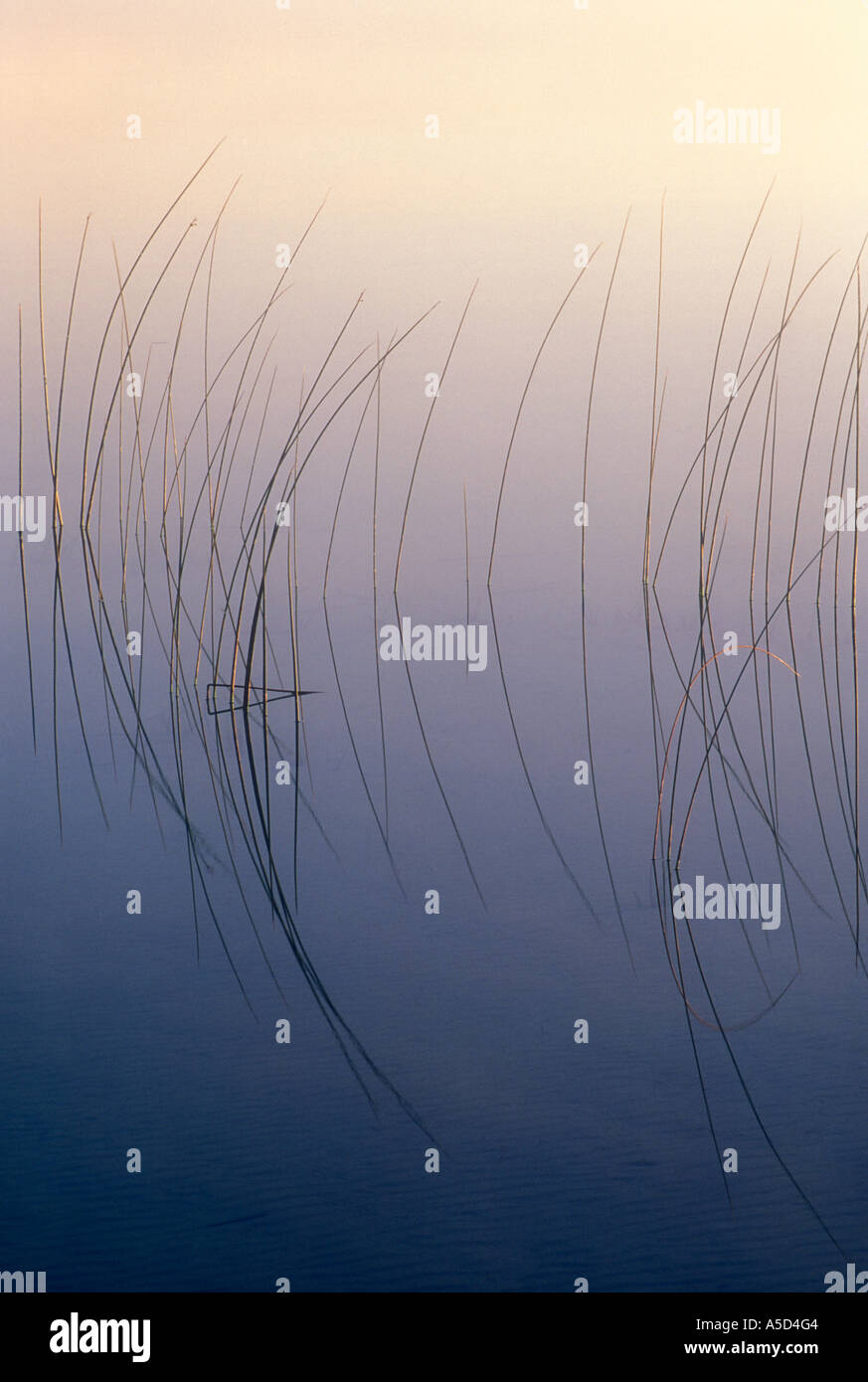 Hardstem bulrush (Scirpus acutus) in Lake Mindemoya at sunset ...