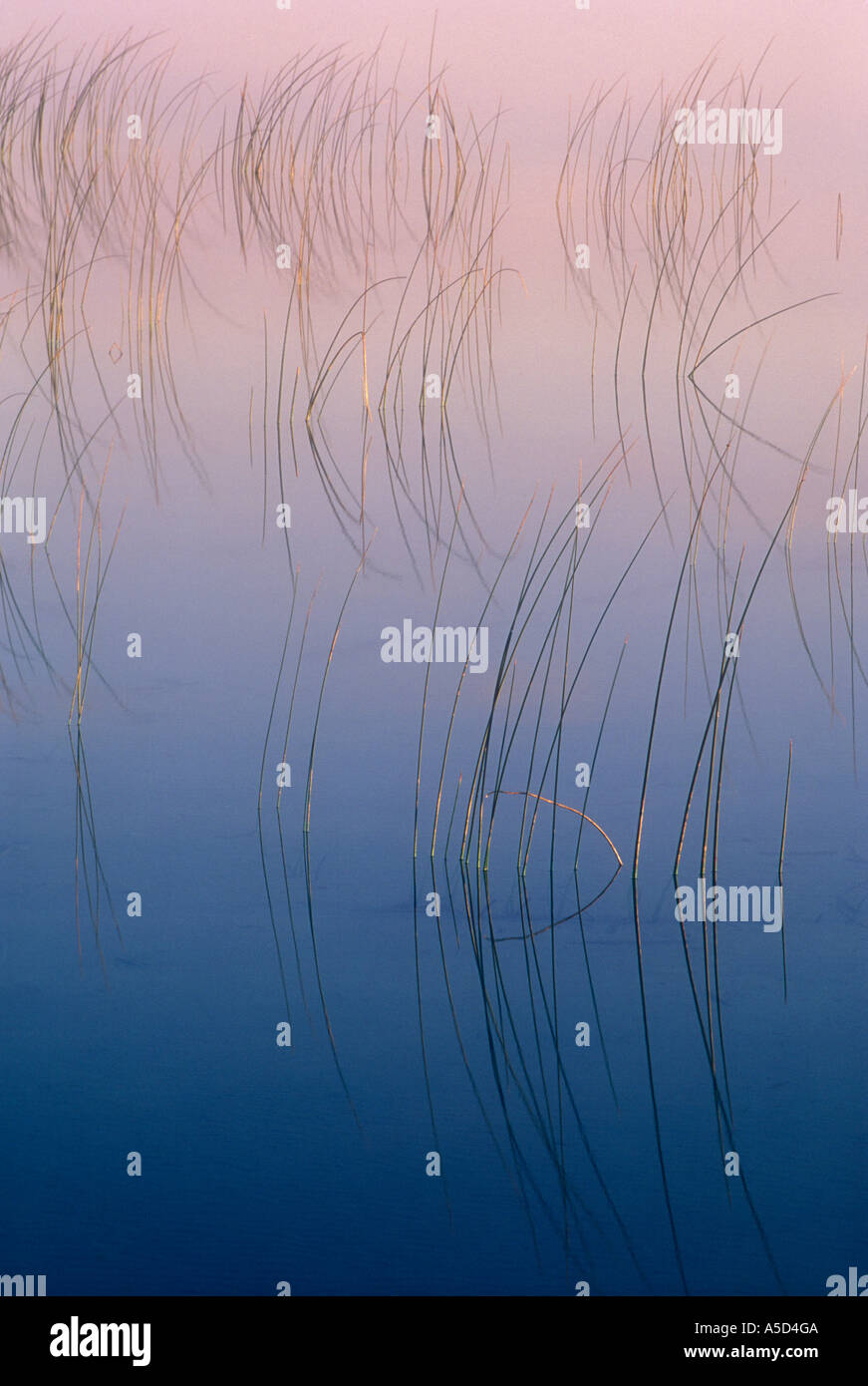 Hardstem bulrush (Scirpus acutus) in Lake Mindemoya at sunset ...