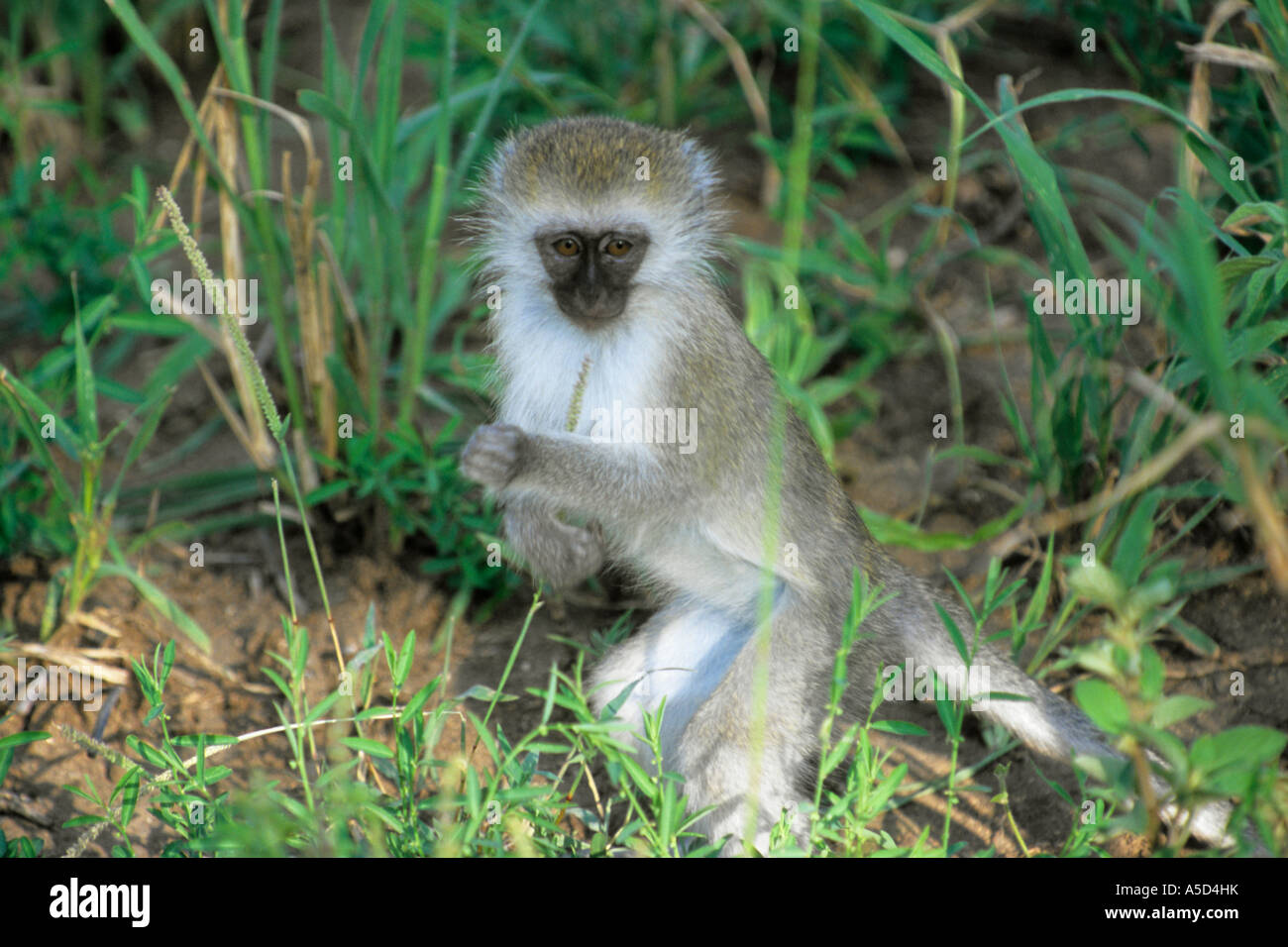 Tanzania Tarangire National Park vervet monkey Stock Photo - Alamy