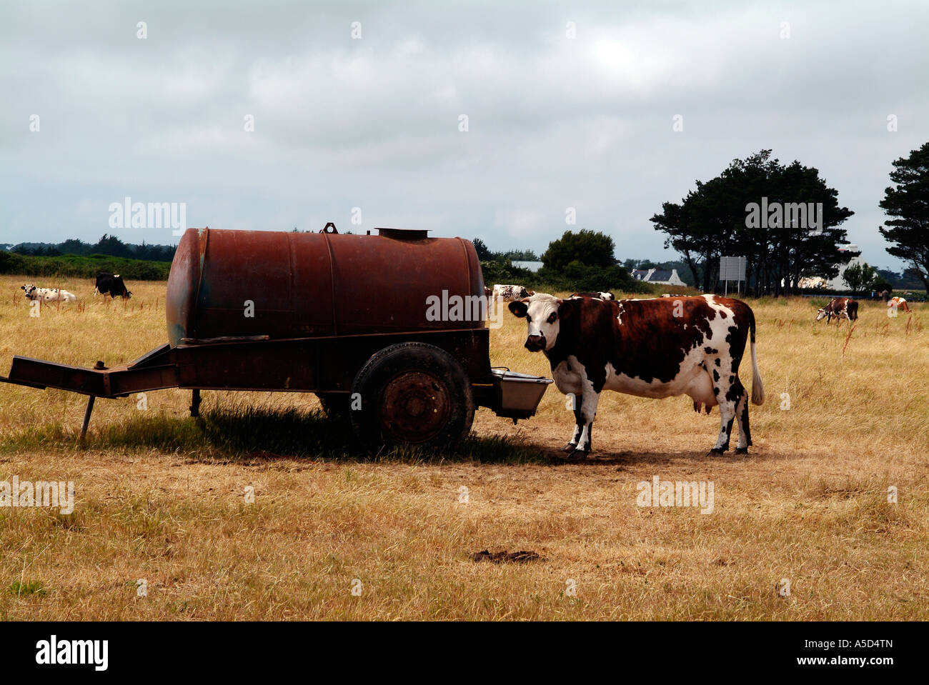 Cow drinking at a water tank in a pasture Stock Photo - Alamy