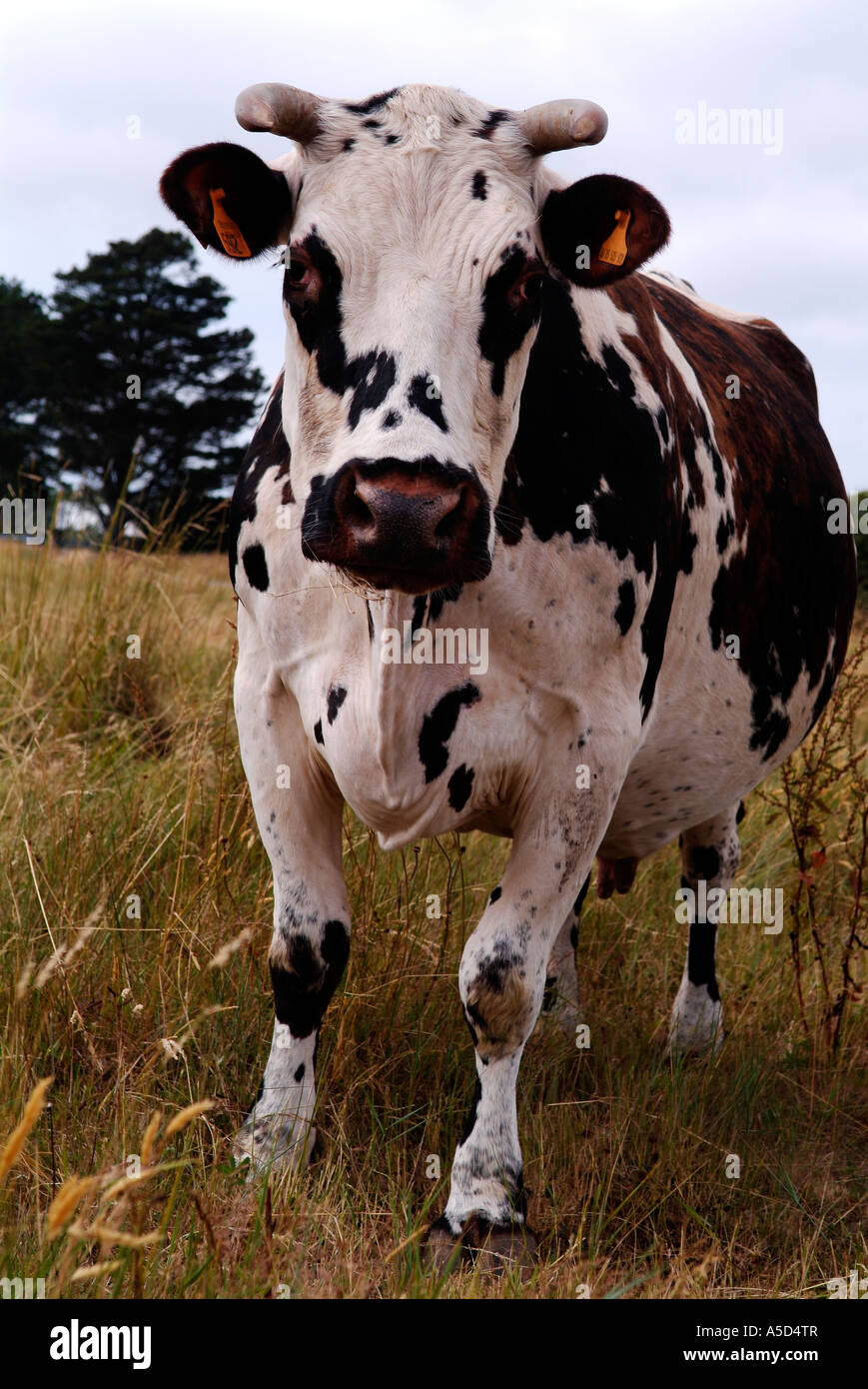 Normande cattle hi-res stock photography and images - Alamy