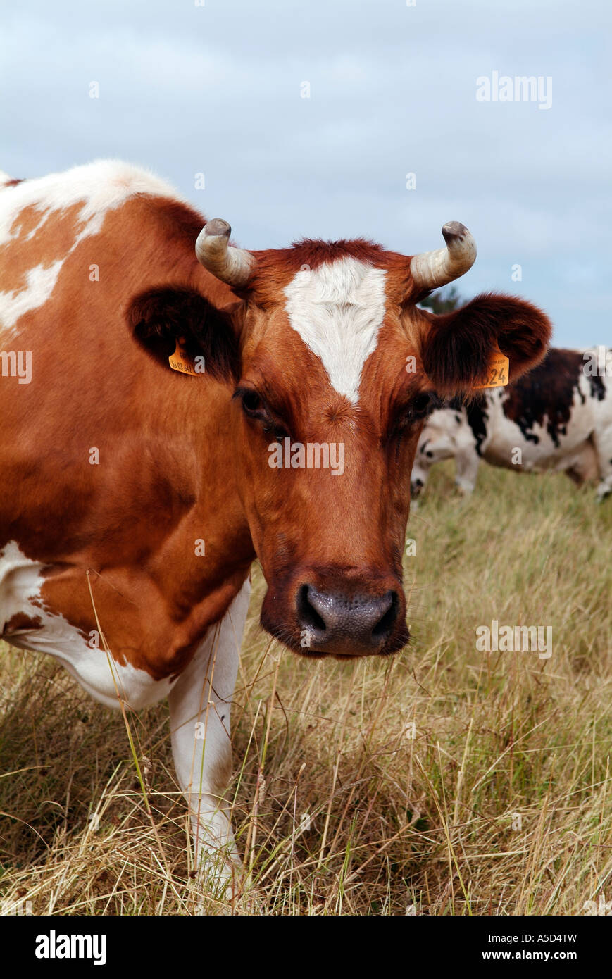 Portrait of a normande Cow in a pasture Stock Photo - Alamy