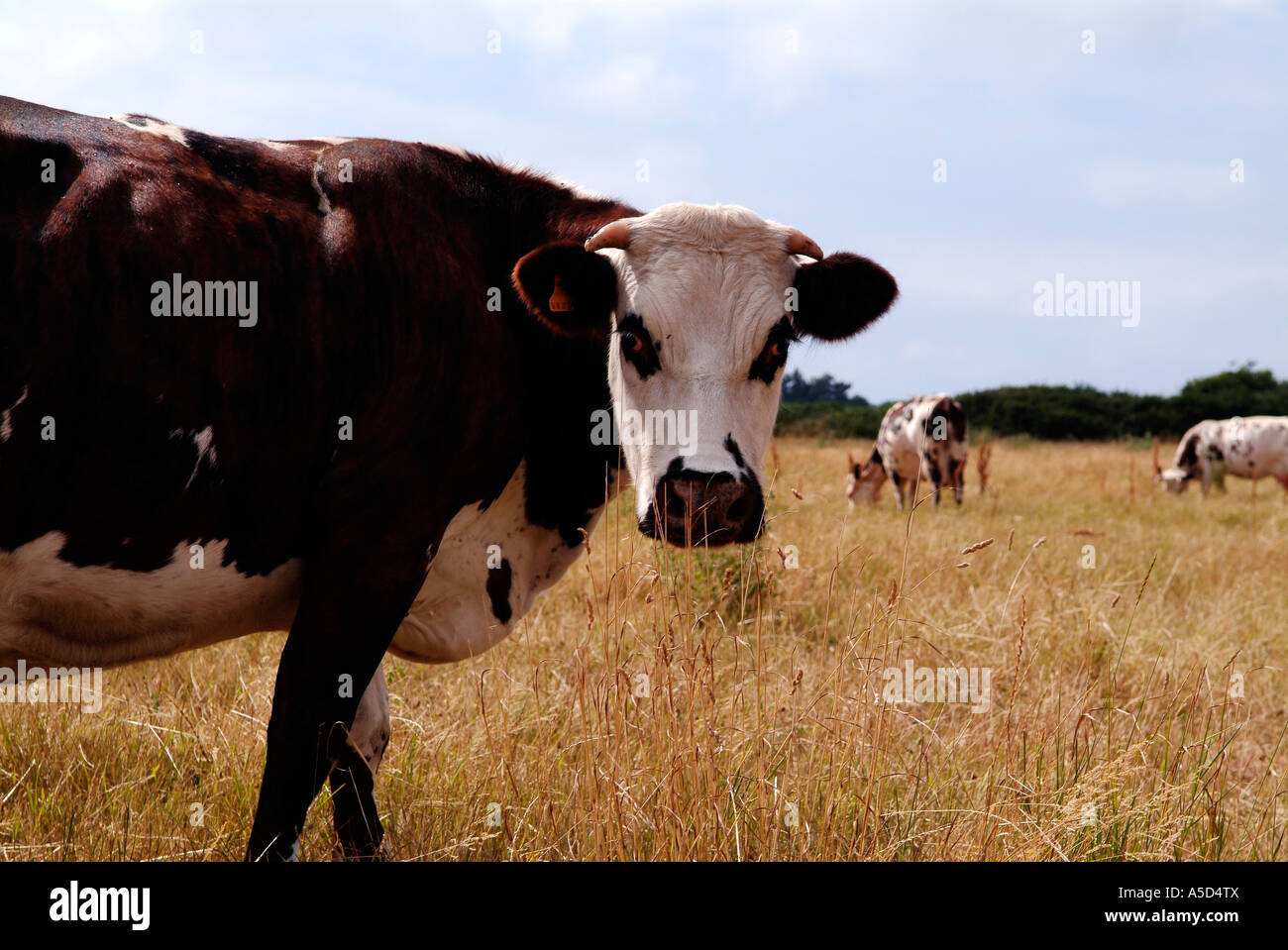 Portrait of a normande Cow in a pasture Stock Photo - Alamy