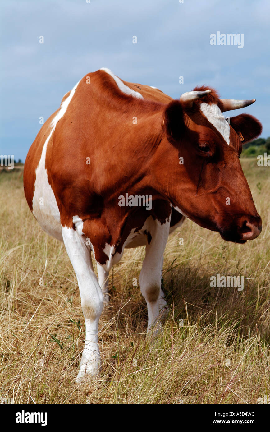 Portrait of a normande Cow in a pasture Stock Photo - Alamy