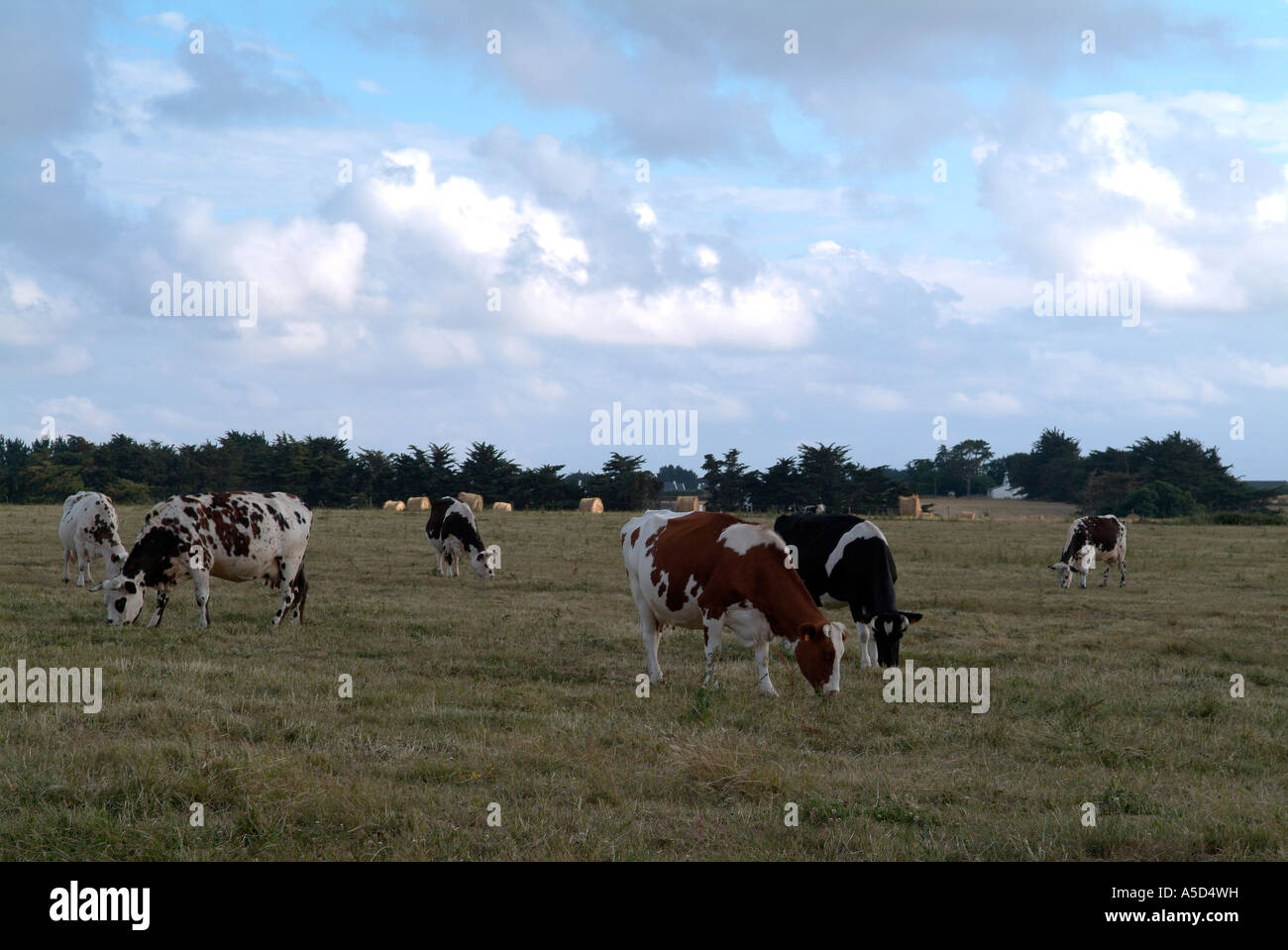 Normande cattle hi-res stock photography and images - Alamy