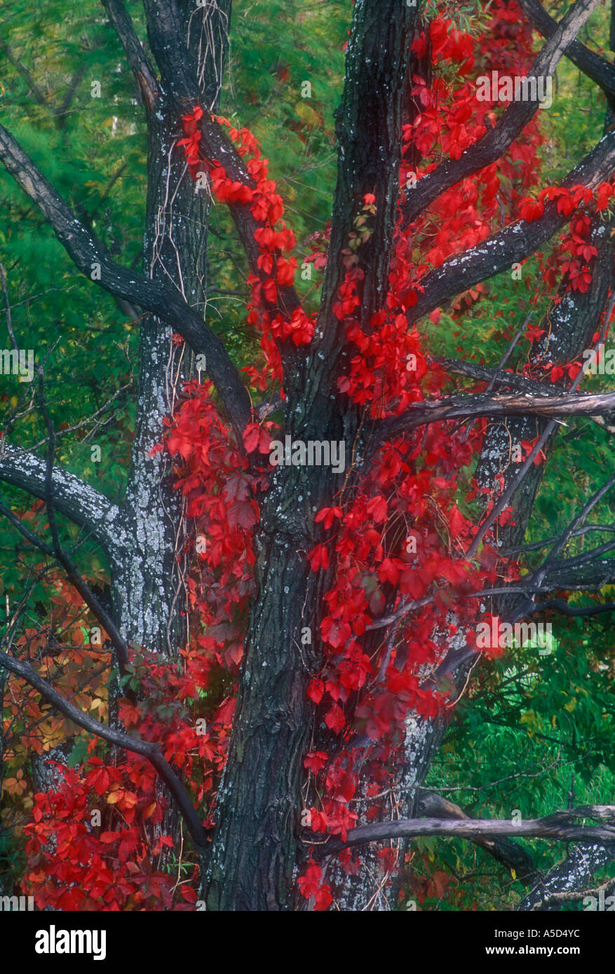 Virginia creeper (Parthenocissus quinquefolia) Autumn foliage of ...