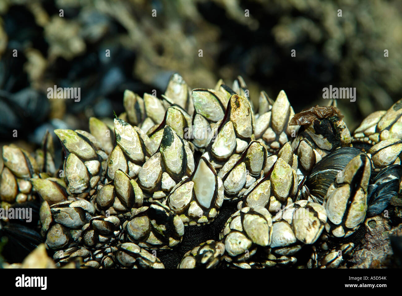 Goose barnacle growing on a rock in Belle Ile en Mer Stock Photo - Alamy