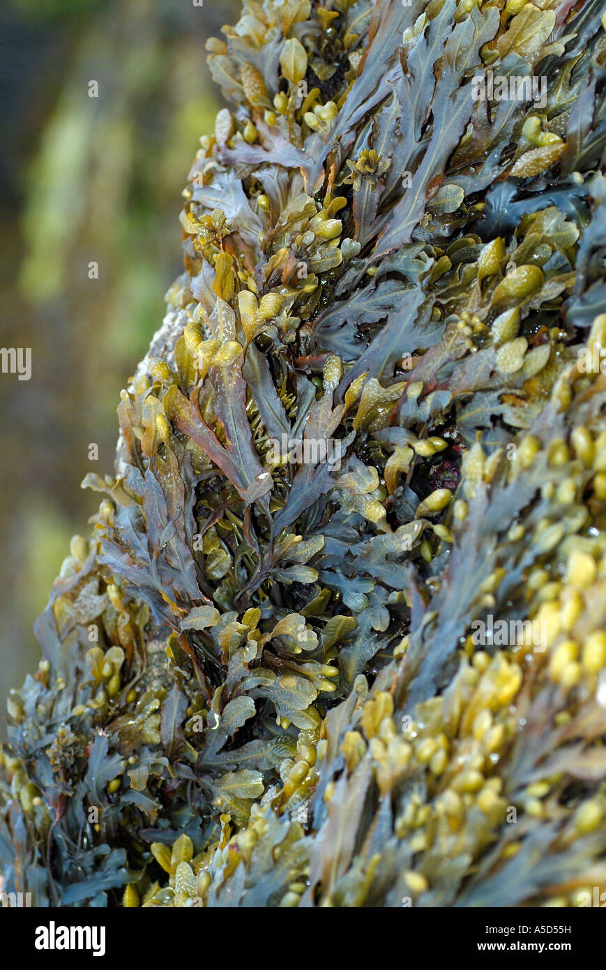 Brown algae growing on a rock in Belle Ile en Mer Stock Photo - Alamy