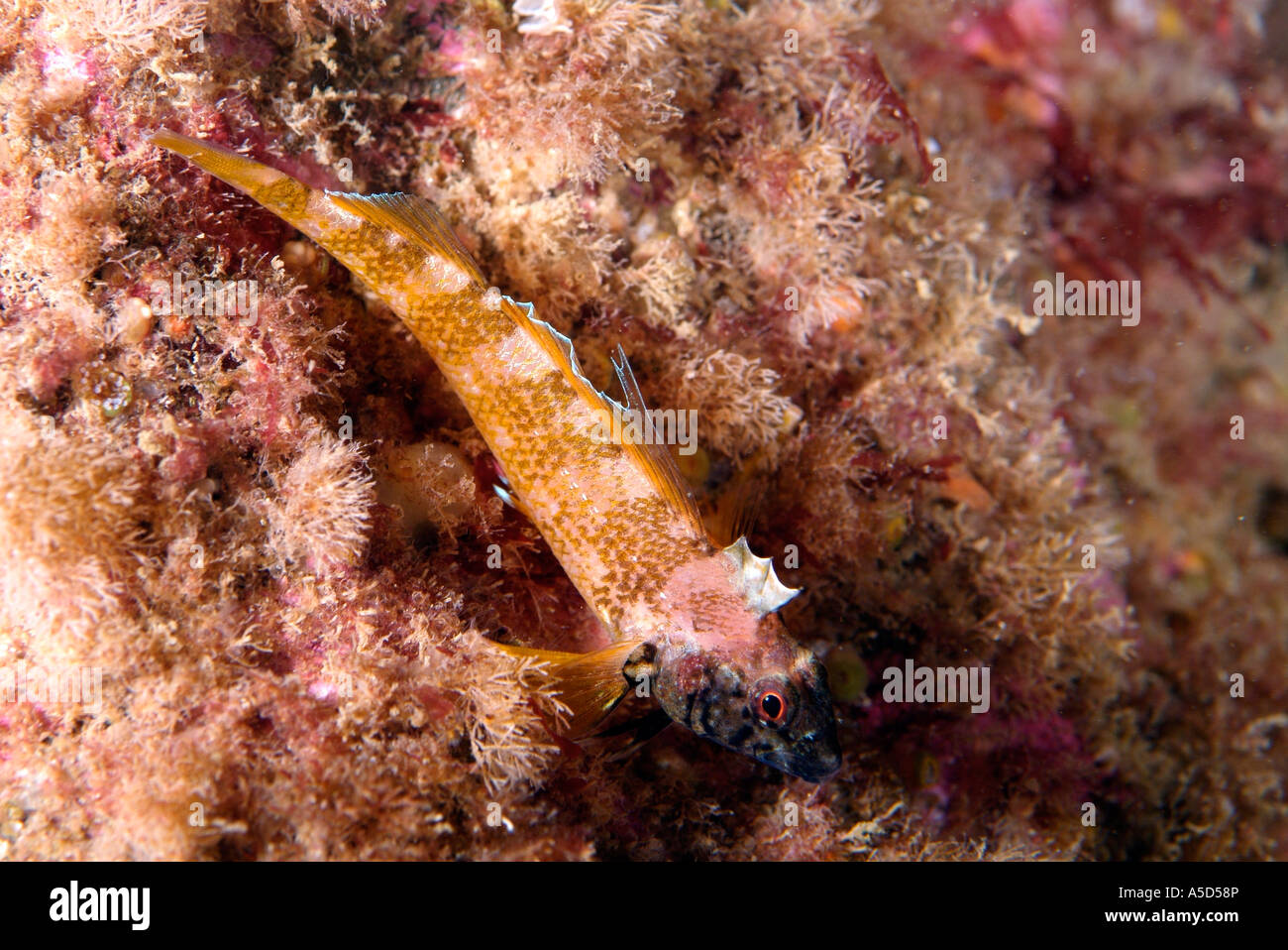 Yellow blackfaced blenny on a rock in Brittany Stock Photo - Alamy