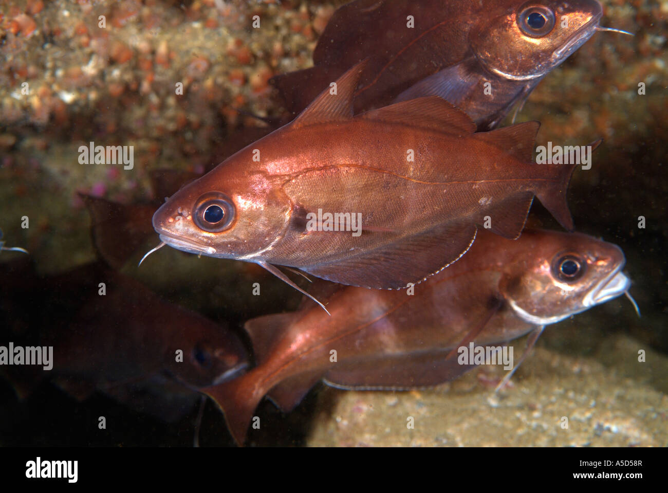 Whiting water hi-res stock photography and images - Alamy