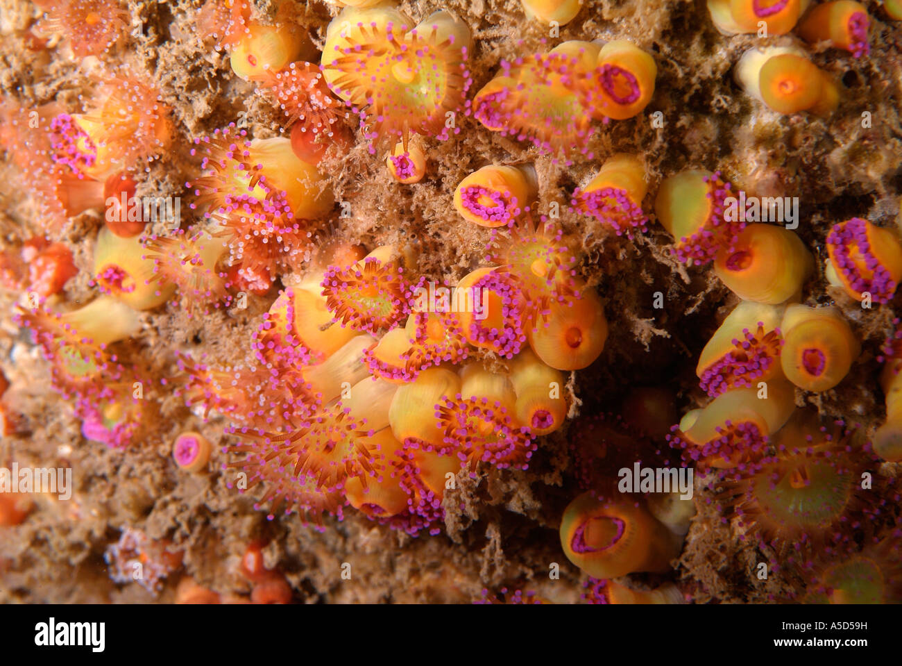 Jewel anemone (corynactis viridis) hi-res stock photography and images ...