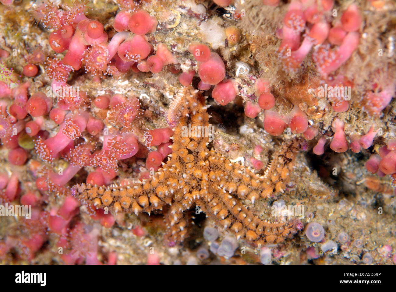 Jewel anemone (corynactis viridis) hi-res stock photography and images ...