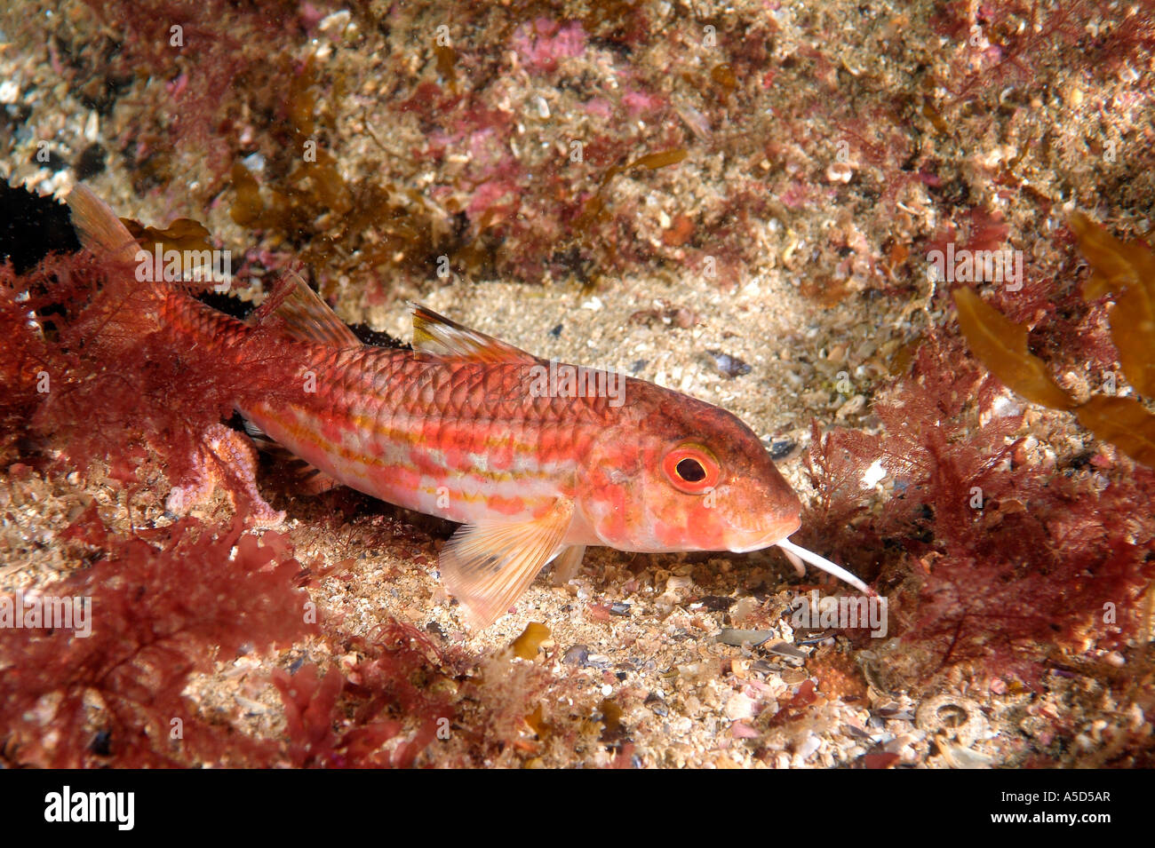 Striped mullet hi-res stock photography and images - Alamy