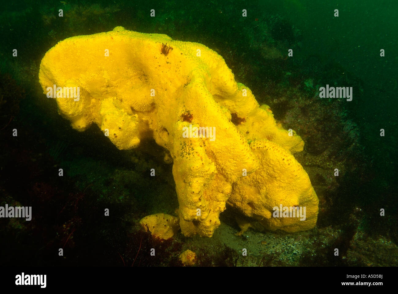 Boring sponge cliona celata hi-res stock photography and images - Alamy