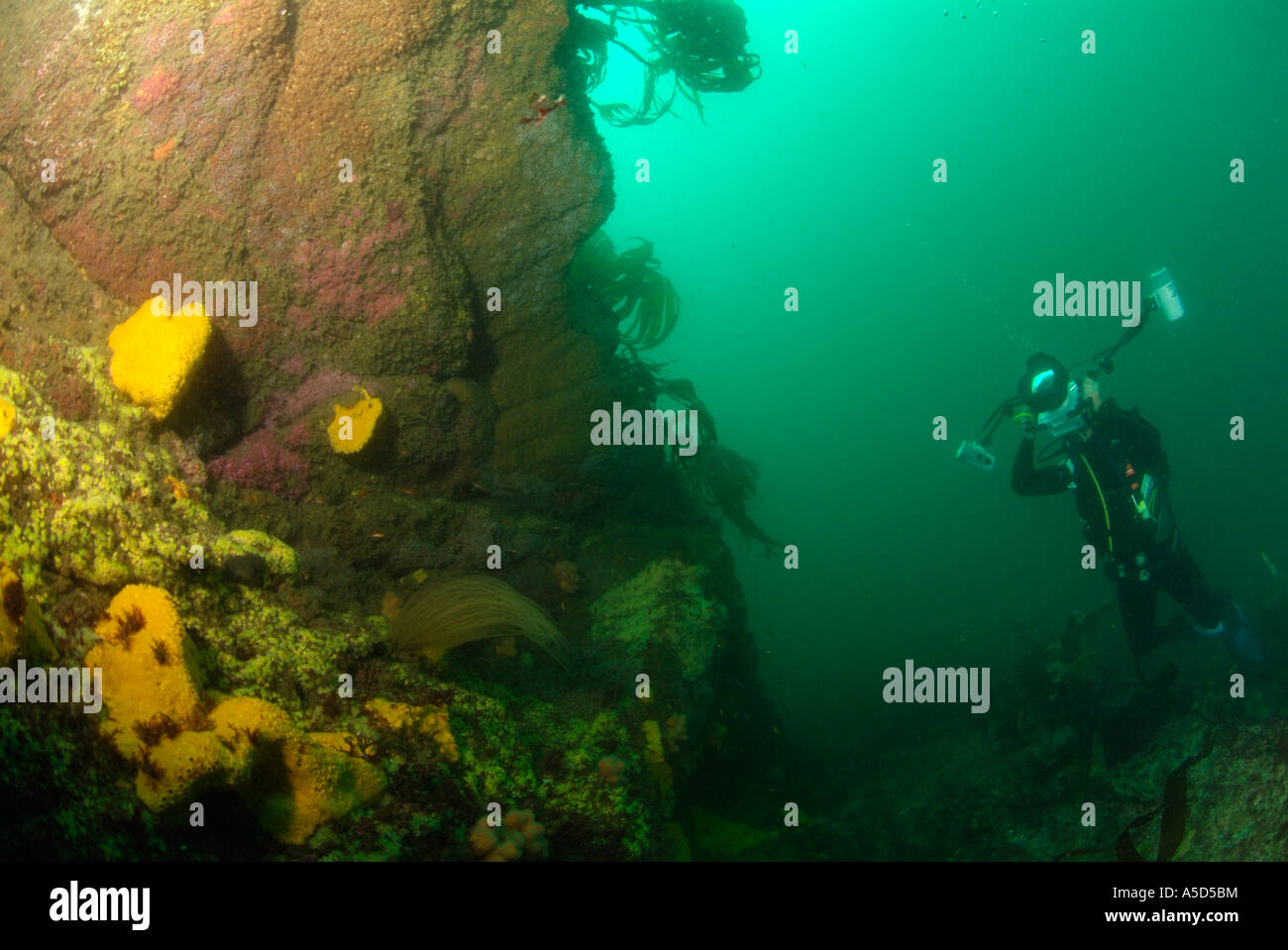 Diver with an underwater camera shooting in Brittany Stock Photo - Alamy