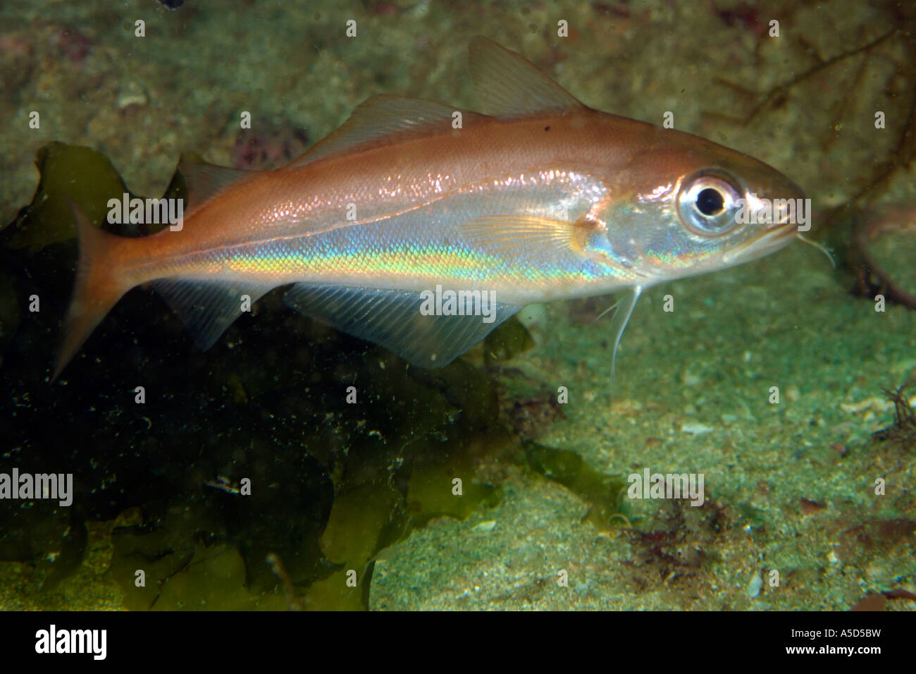 Pout whiting fish hi-res stock photography and images - Alamy