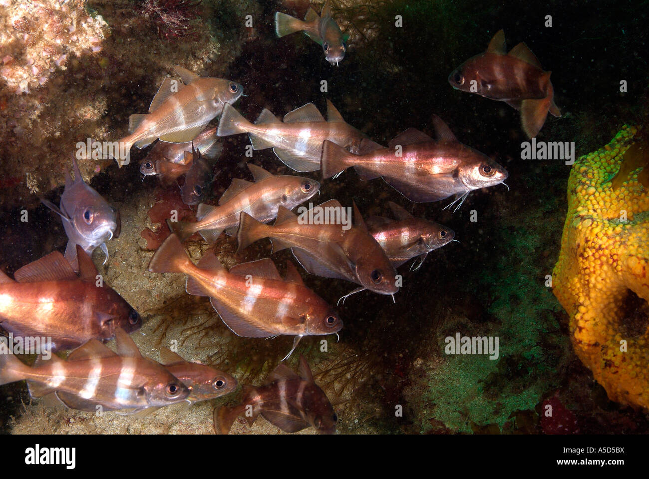 Whiting pout hi-res stock photography and images - Alamy