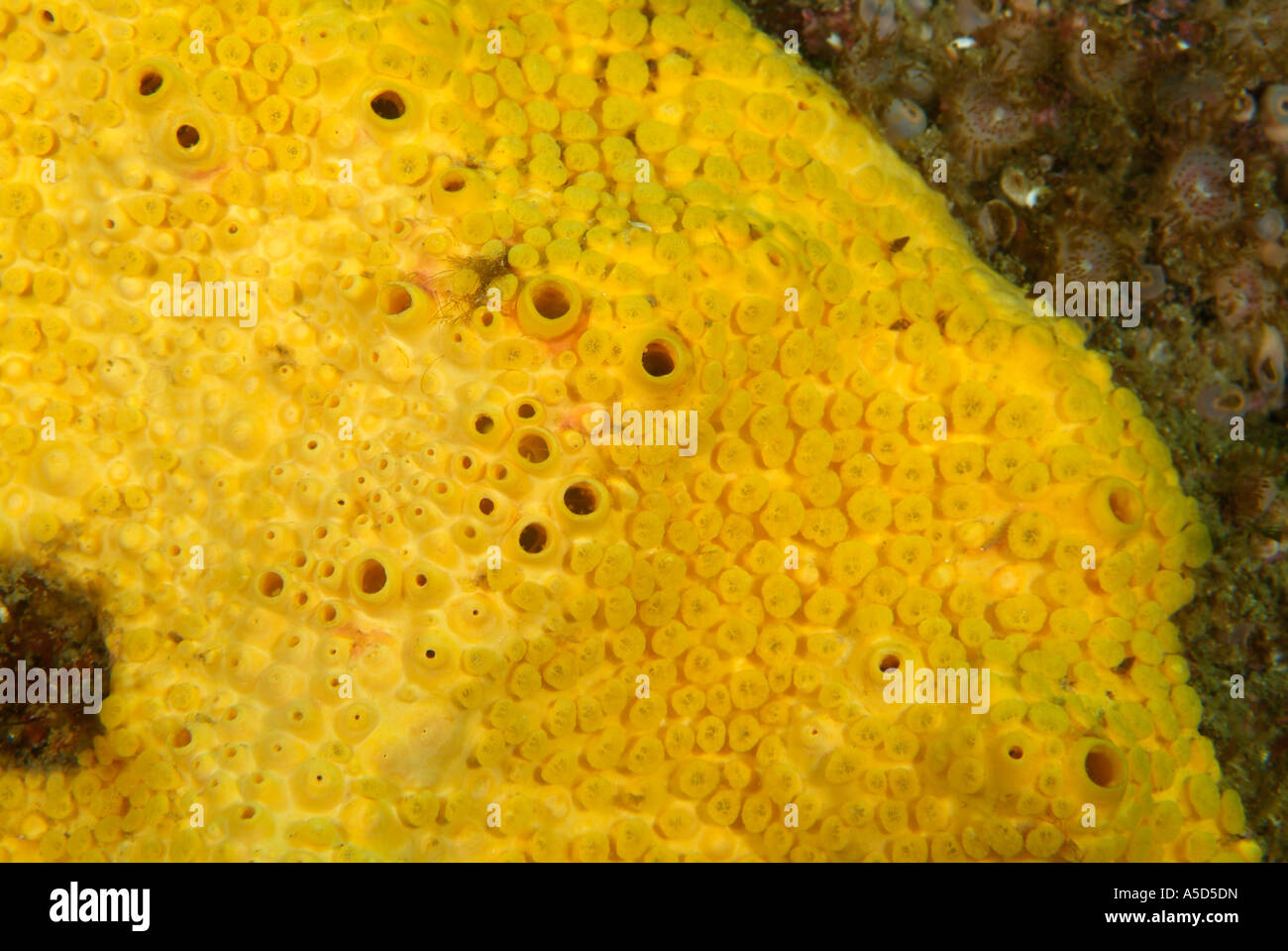 Boring sponge cliona celata hi-res stock photography and images - Alamy