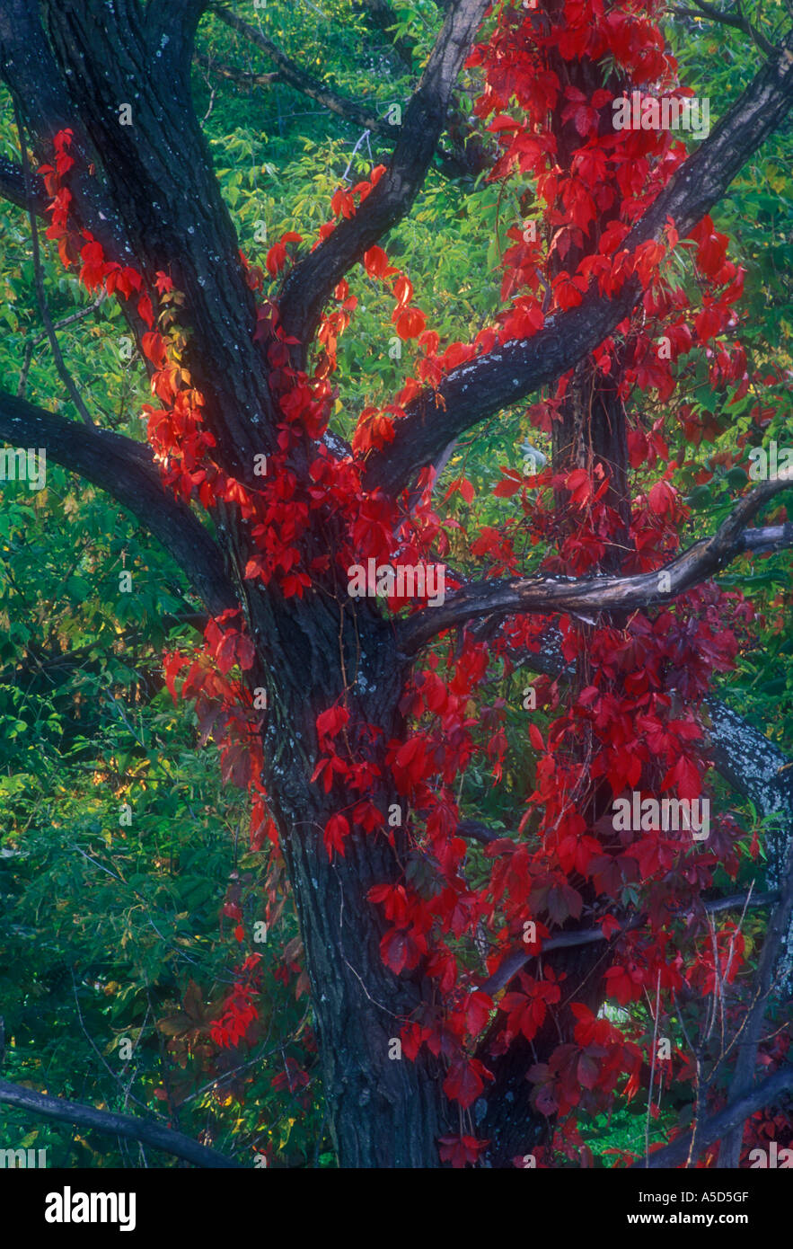 Virginia creeper (Parthenocissus quinquefolia) Autumn foliage of ...