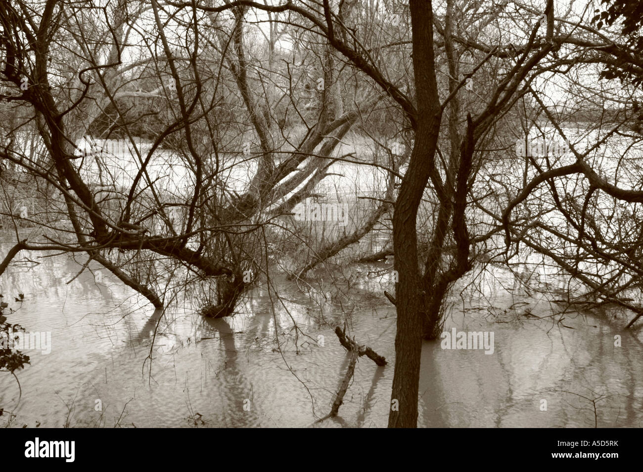 trees in a flood Stock Photo - Alamy